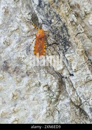 Orange Assassin Bug (Pselliopus barberi) Insecta Stock Photo - Alamy