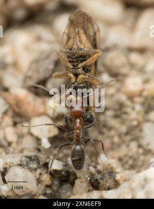 Pyramid Ants (Dorymyrmex) Insecta Stock Photo - Alamy