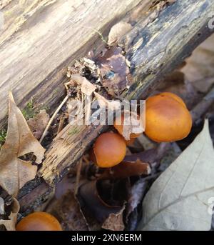 Moss Bells (Galerina) Fungi Stock Photo - Alamy