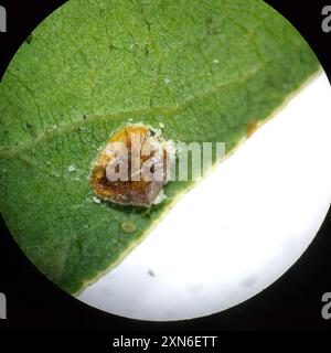 Pyriform Scale (Protopulvinaria pyriformis) Insecta Stock Photo - Alamy