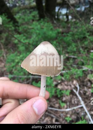 Tall Psathyrella (Psathyrella longipes) Fungi Stock Photo - Alamy