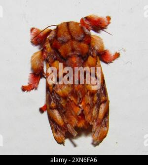 Monkey Slug Moth (Phobetron hipparchia) Insecta Stock Photo - Alamy