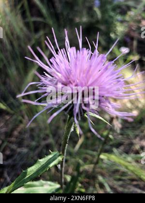 Wheeler's thistle (Cirsium wheeleri) Plantae Stock Photo - Alamy