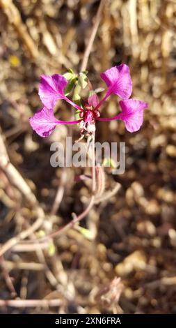Elegant Clarkia (Clarkia unguiculata) Plantae Stock Photo - Alamy