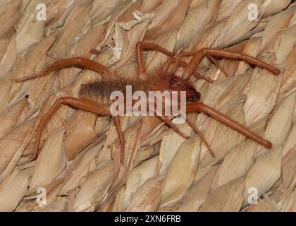 Moon Spiders (Zeria) Arachnida Stock Photo - Alamy
