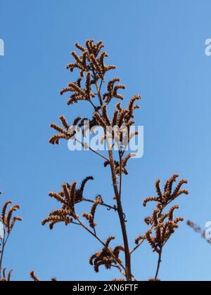 Poodle-dog bush (Turricula parryi) Plantae Stock Photo - Alamy