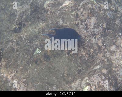 Giant Damselfish (Microspathodon dorsalis), Actinopterygii, Arroyo ...