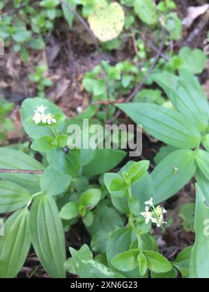 modesty (Whipplea modesta) Plantae Stock Photo - Alamy