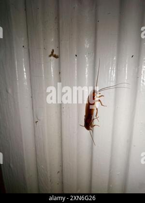 Virginia Wood Cockroach (Parcoblatta virginica) Insecta Stock Photo - Alamy