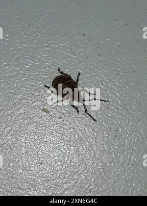 Gardenbane Weevil (Ellimenistes laesicollis), Insecta, Edgemead, Cape ...