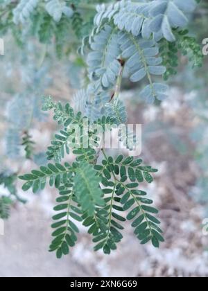 palo brea (Parkinsonia praecox) Plantae Stock Photo - Alamy