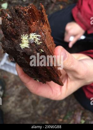 swarming spine (Mucronella calva) Fungi Stock Photo - Alamy