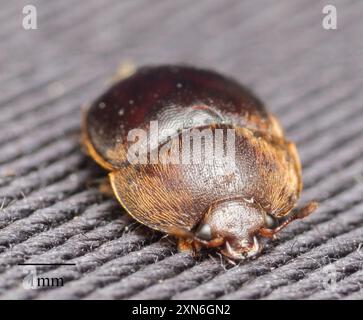 Small hive beetle (Aethina tumida) larva. This beetle is a pest of bee ...