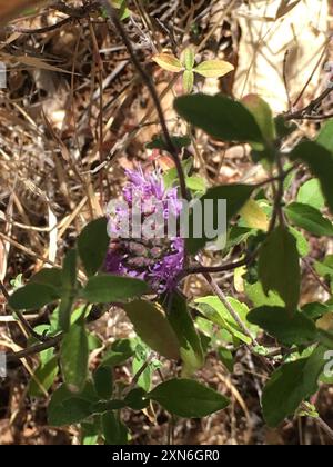 Coyote Mint (Monardella villosa), Plantae, Los Padres National Forest ...