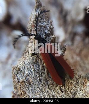Red-winged Lycid (Porrostoma rufipenne) Insecta Stock Photo - Alamy