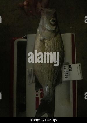 White Bass (Morone chrysops) Actinopterygii Stock Photo - Alamy