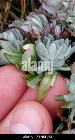 flathead rabbit tobacco (Diaperia prolifera) Plantae Stock Photo - Alamy