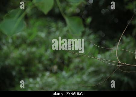 Formosan Damselfly (Euphaea formosa) Insecta Stock Photo - Alamy