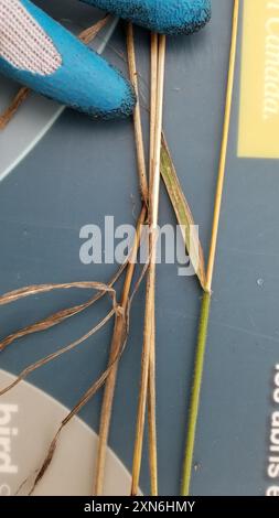 Alaska Oniongrass (Melica subulata) Plantae Stock Photo - Alamy