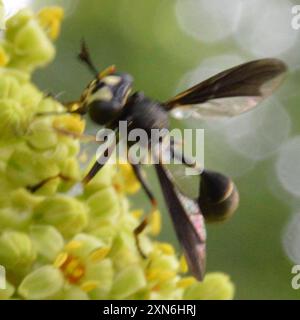 (Physocephala tibialis) Insecta Stock Photo - Alamy