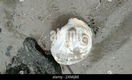 Moon Snails (Naticidae) Mollusca Stock Photo - Alamy