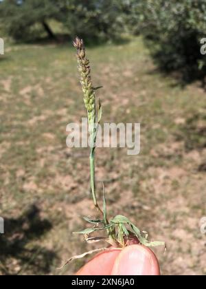 African bur-grass (Tragus berteronianus) Plantae Stock Photo - Alamy