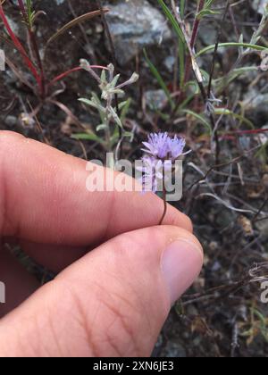 bluehead gilia (Gilia capitata) Plantae Stock Photo - Alamy