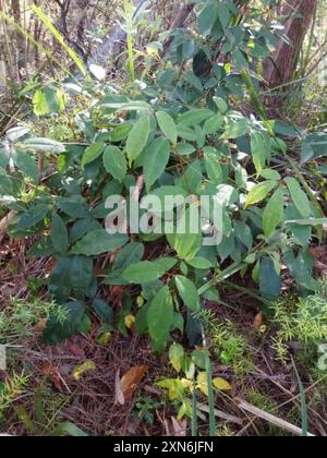 Five-Leaved Water Vine (Apocissus hypoglauca) Plantae Stock Photo - Alamy