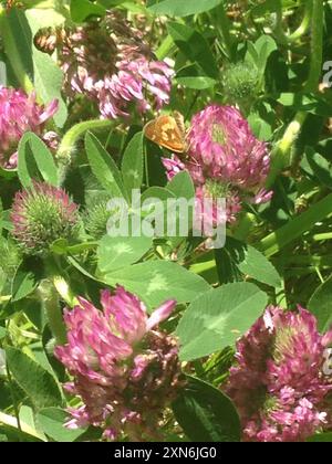 Long Dash (Polites mystic) Insecta Stock Photo - Alamy