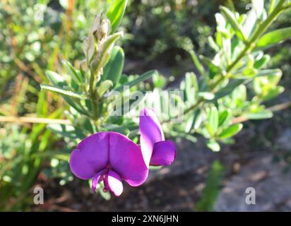 Box Capesweetpea (Podalyria buxifolia) Plantae Stock Photo - Alamy