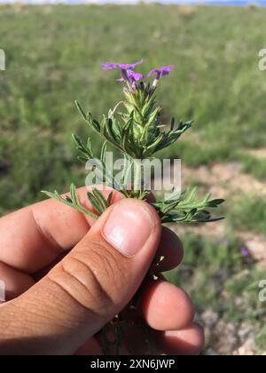 Broad-Lobe Mock Vervain (Glandularia latilobata) Plantae Stock Photo ...
