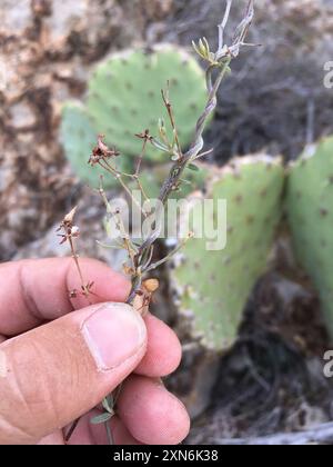 slender janusia (Janusia gracilis Stock Photo - Alamy