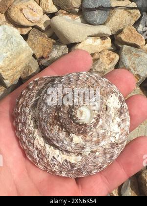 Cook's Turban (Cookia sulcata) Mollusca Stock Photo - Alamy