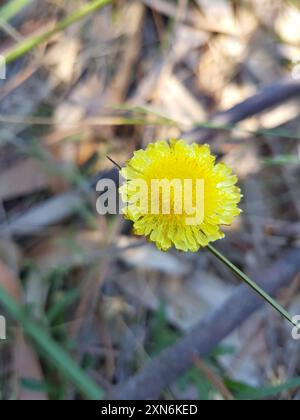 button everlasting (Coronidium scorpioides) Plantae Stock Photo - Alamy