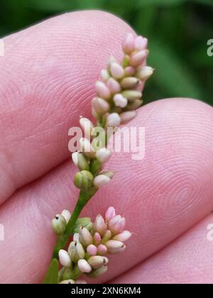 pinkweed (Persicaria pensylvanica) Plantae Stock Photo - Alamy