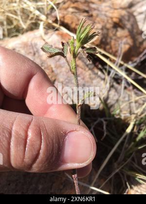 desert rosemallow (Hibiscus coulteri) Plantae Stock Photo - Alamy