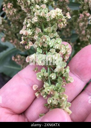 Patience Dock (Rumex patientia) Plantae Stock Photo - Alamy