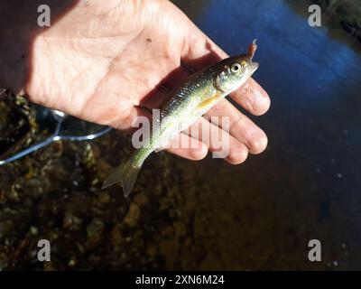 Common Shiner (Luxilus cornutus) Actinopterygii Stock Photo - Alamy