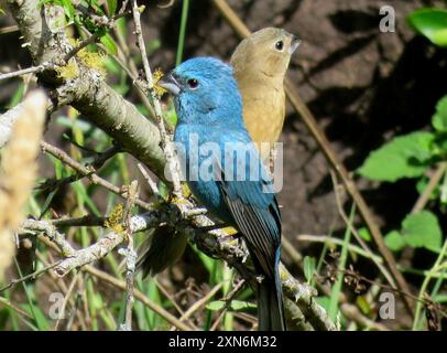 Glaucous-blue Grosbeak (Cyanoloxia glaucocaerulea) Aves Stock Photo - Alamy
