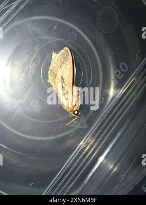 Sand Porina (Wiseana signata) Insecta Stock Photo - Alamy