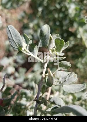 big saltbush (Atriplex lentiformis) Plantae Stock Photo - Alamy