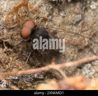 Flat-footed Flies (Platypezidae) Insecta Stock Photo - Alamy