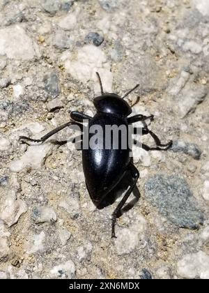 (Eleodes acuticauda) Insecta Stock Photo - Alamy