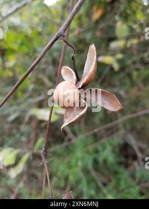 Alamo vine (Distimake dissectus) Plantae Stock Photo - Alamy