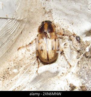 Masked Chafers (Cyclocephala) Insecta Stock Photo - Alamy