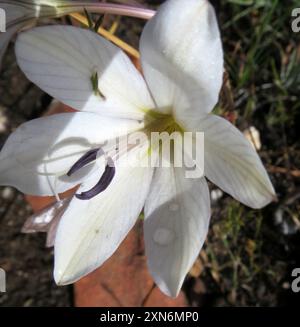 White Kleinkaroo Triton (Tritonia bakeri bakeri) Plantae Stock Photo ...