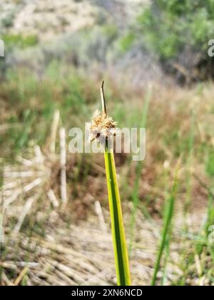 American three-square bulrush (Schoenoplectus americanus) Plantae Stock ...