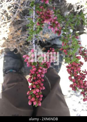 Desert Peach (Prunus andersonii) Plantae Stock Photo - Alamy