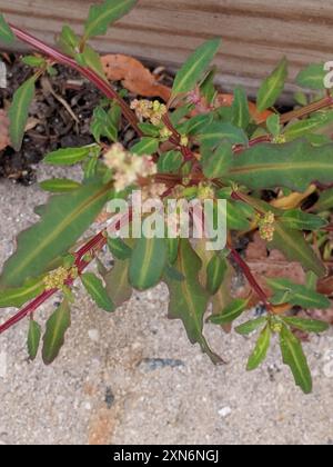 oak-leaved goosefoot (Oxybasis glauca) Plantae Stock Photo - Alamy