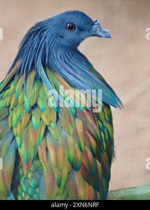 A dark, iridescent pigeon with red eyes forages for food in the sandy ...